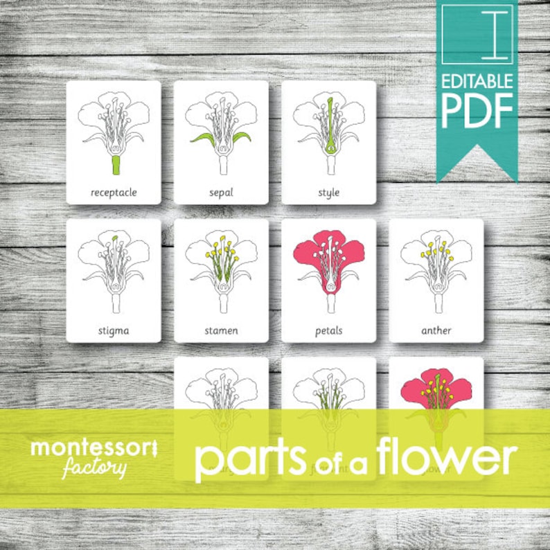 PARTS of a FLOWER Montessori Cards Flash Cards Three - Etsy