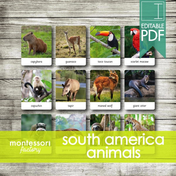 South America Animal - Etsy