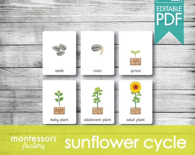 LIFE CYCLE of a SUNFLOWER• 8 Editable Montessori Cards • Flash Cards ...