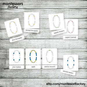 TEETH • Montessori Cards • Flash Cards • Three Part Cards ...