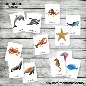 SEA OCEAN Montessori Cards Flash Cards Three Part Cards Nomenclature ...