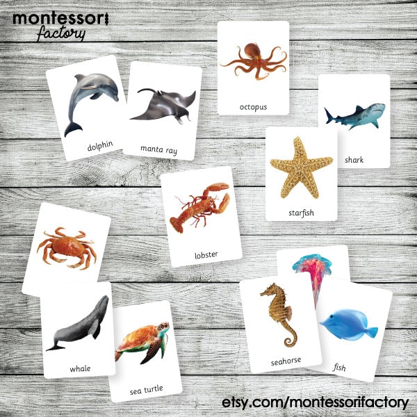 SEA OCEAN Montessori Cards Flash Cards Three Part Cards - Etsy