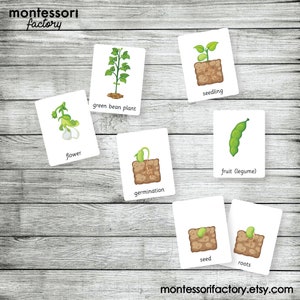 BEAN LIFE CYCLE • Montessori Cards • Flash Cards • Educational Material ...