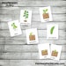 BEAN LIFE CYCLE Montessori Cards Flash Cards Educational - Etsy