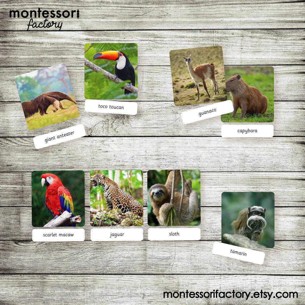 SOUTH AMERICA ANIMALS Montessori Cards Flash Cards Three - Etsy