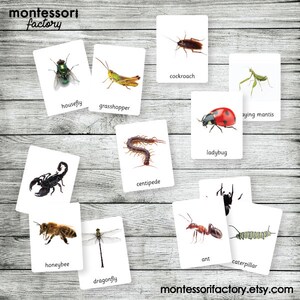 INSECTS ANIMALS • Montessori Cards • Flash Cards • Three Part Cards ...