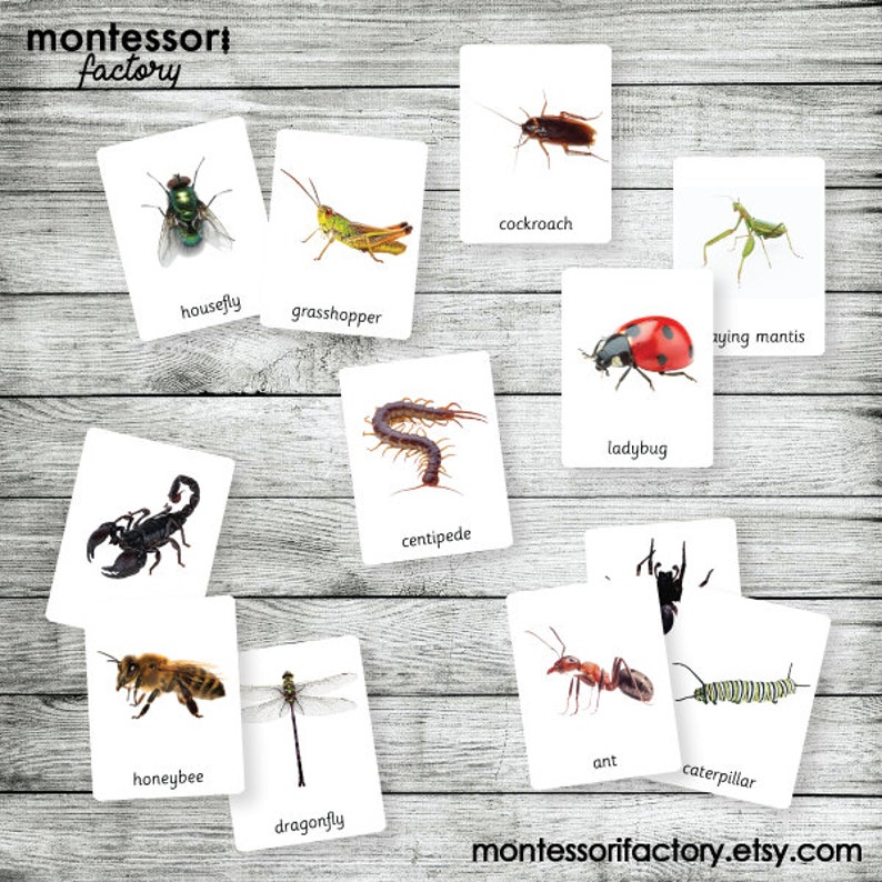 INSECTS ANIMALS Montessori Cards Flash Cards Three Part | Etsy