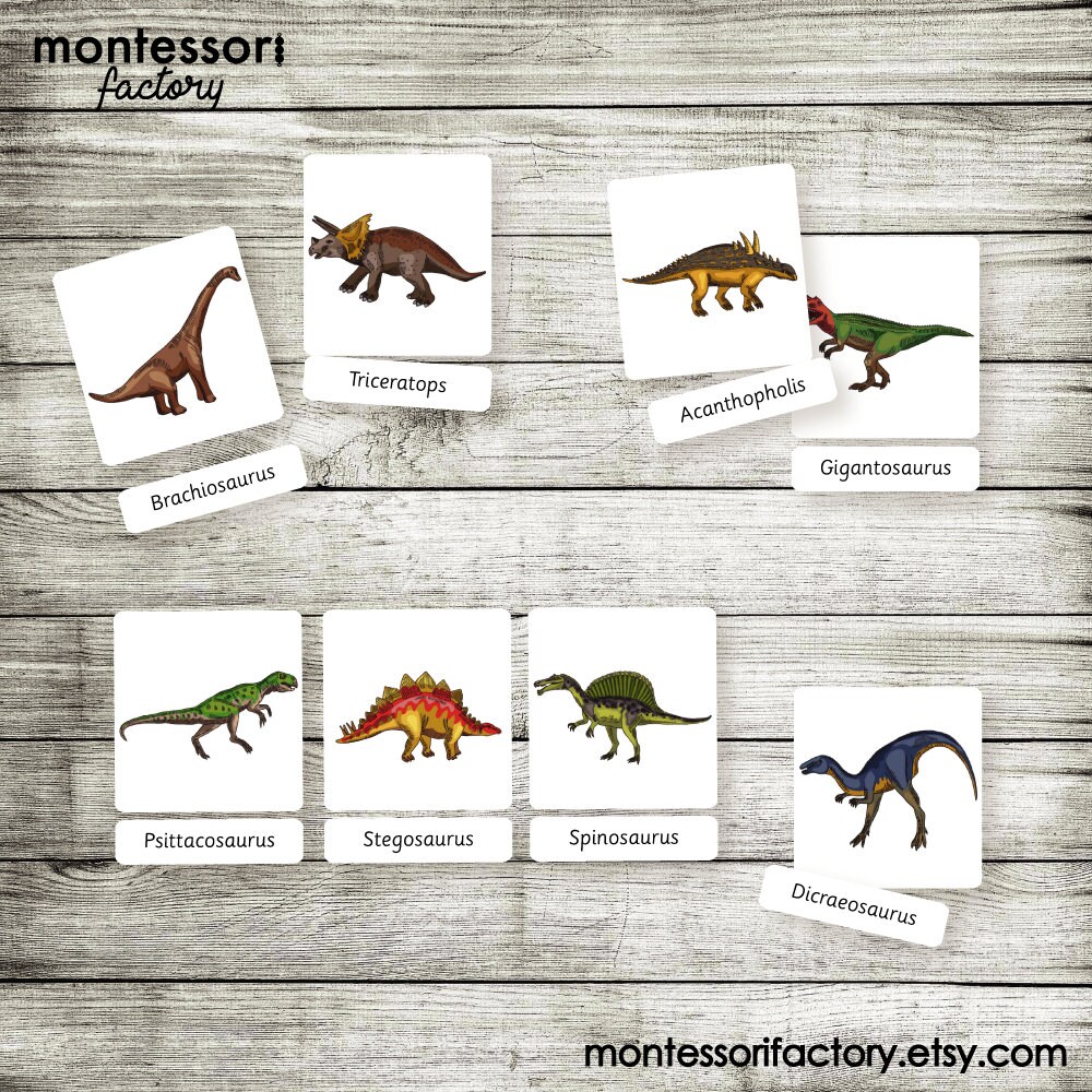 DINOSAURS Montessori Cards Flash Cards Three Part Cards - Etsy Australia