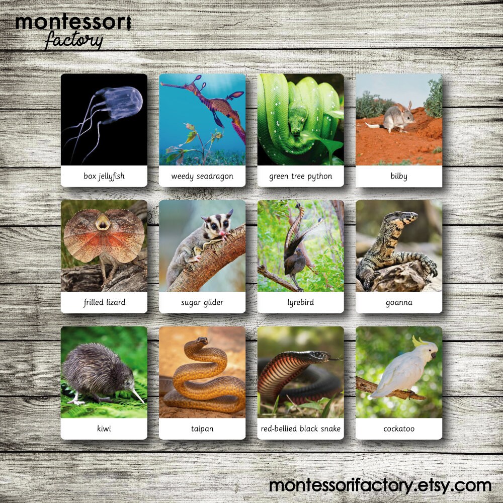 Australia Oceania Animals Montessori Nomenclature Cards (editable PDF ...