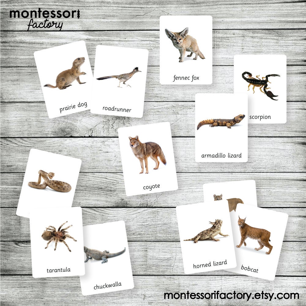 DESERT ANIMALS Montessori Cards Flash Cards Three Part - Etsy
