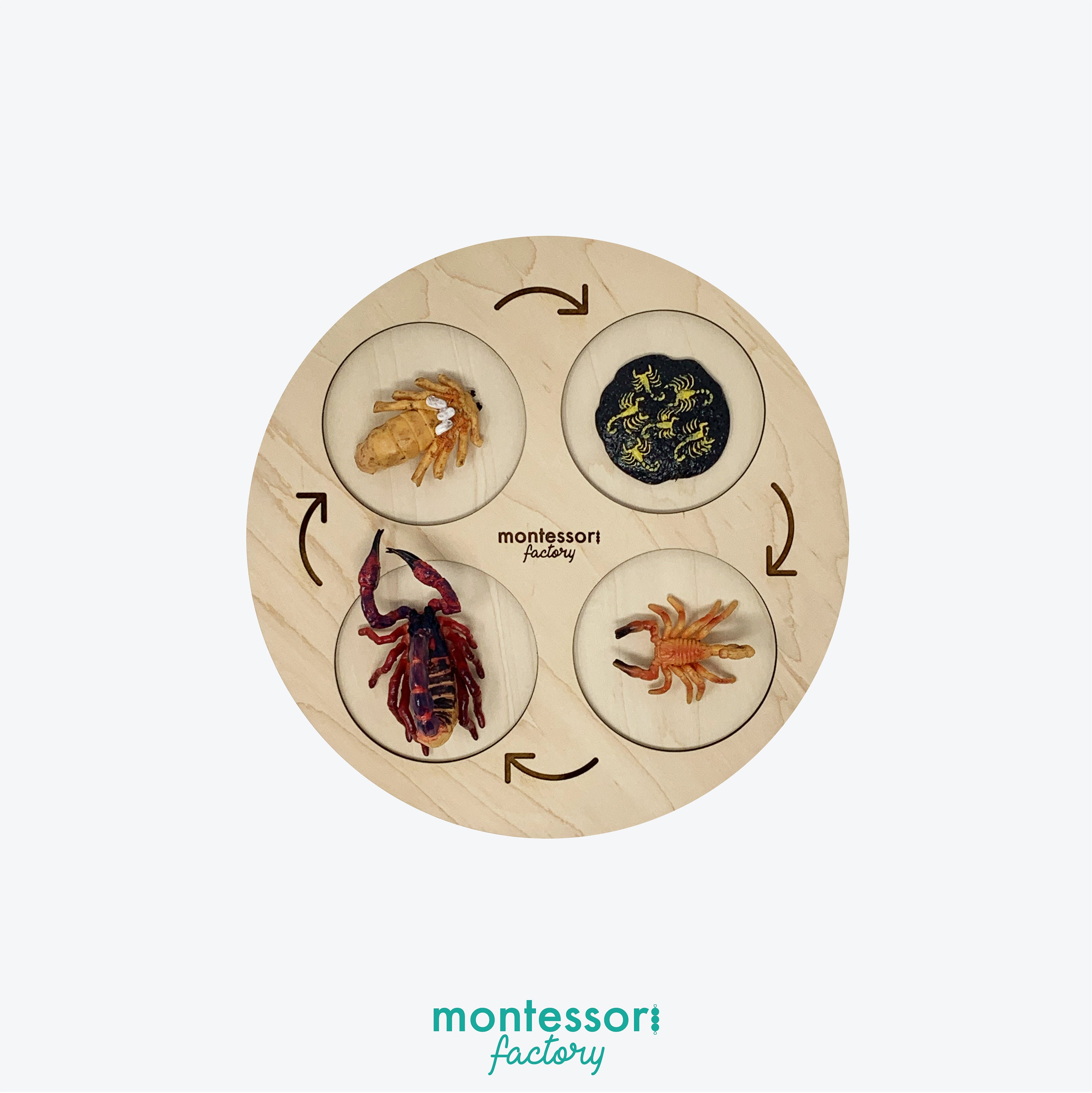 Life Cycle Of A Scorpion For Kids Scorpion Wikipedia