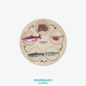 Life Cycle of a MANTA RAY • Montessori Material • Educational Toy ...