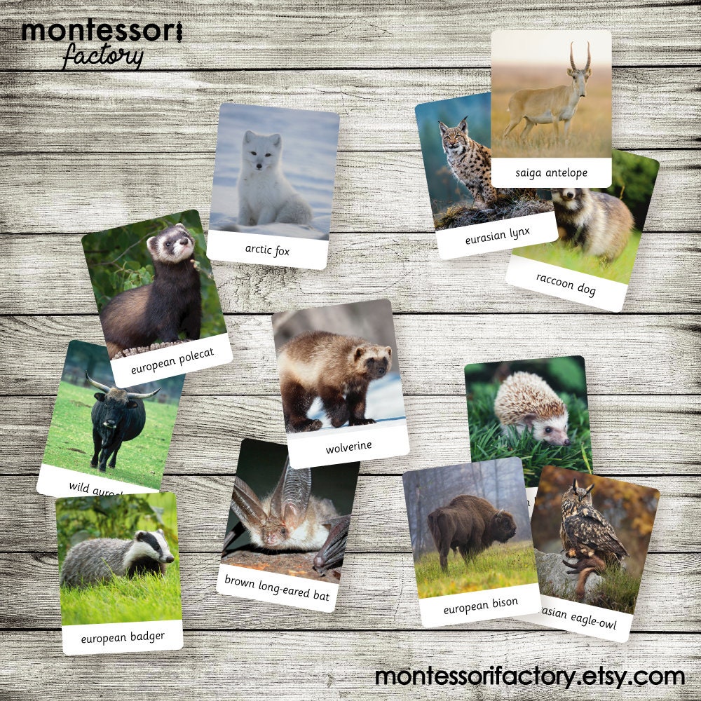 EUROPE ANIMALS Montessori Cards Flash Cards Three Part - Etsy