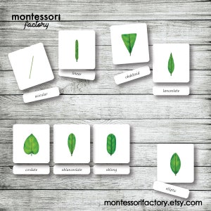 LEAF SHAPES • Montessori Cards • Flash Cards • Three Part Cards ...