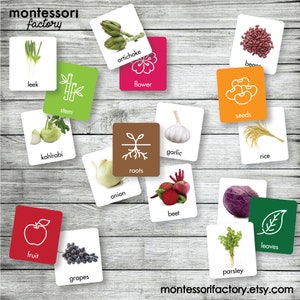 PLANT PARTS We Ate Montessori Cards, Flash Cards, Sorting Cards ...