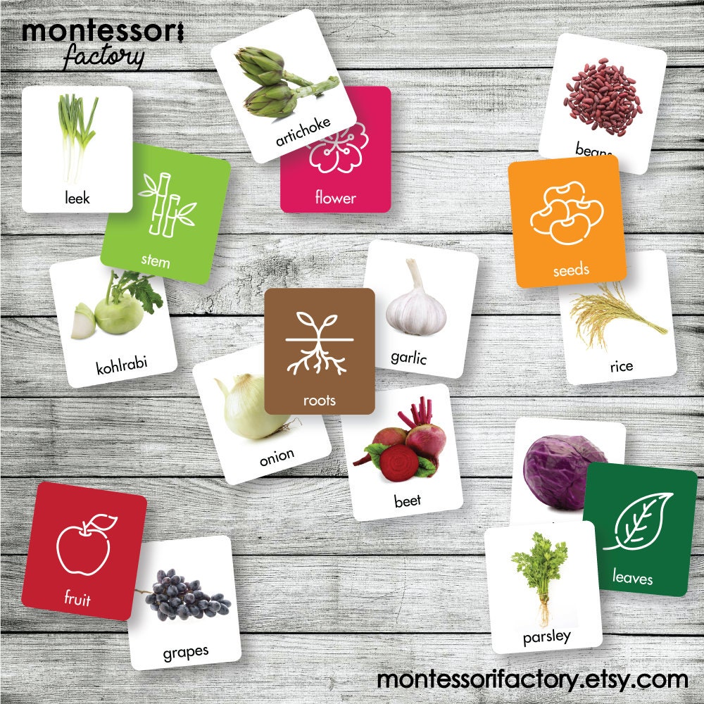 PLANT PARTS We Ate Montessori Cards Flash Cards Sorting | Etsy
