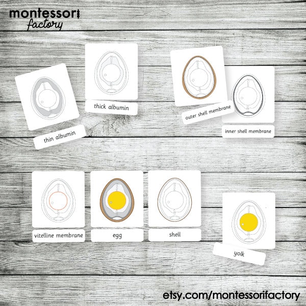 PARTS of an EGG Montessori Nomenclature Cards Flash Cards - Etsy