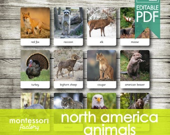 SOUTH AMERICA ANIMALS Montessori Cards Flash Cards Three | Etsy