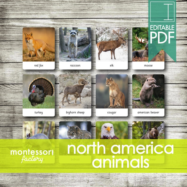 NORTH AMERICA ANIMALS Montessori Cards Flash Cards Three | Etsy