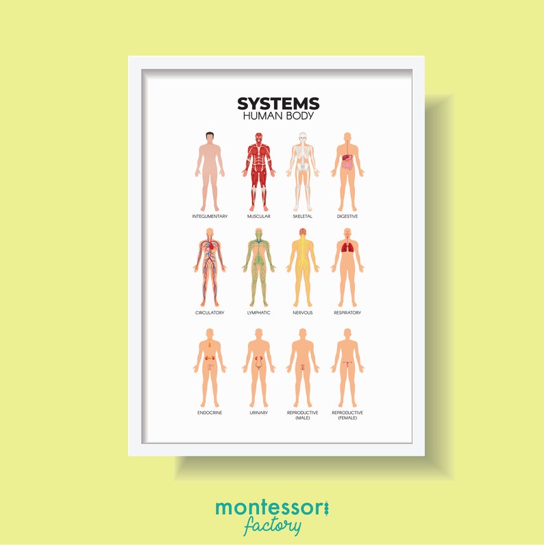 HUMAN BODY SYSTEMS Science Astronomy Kids Room Wall Art | Etsy