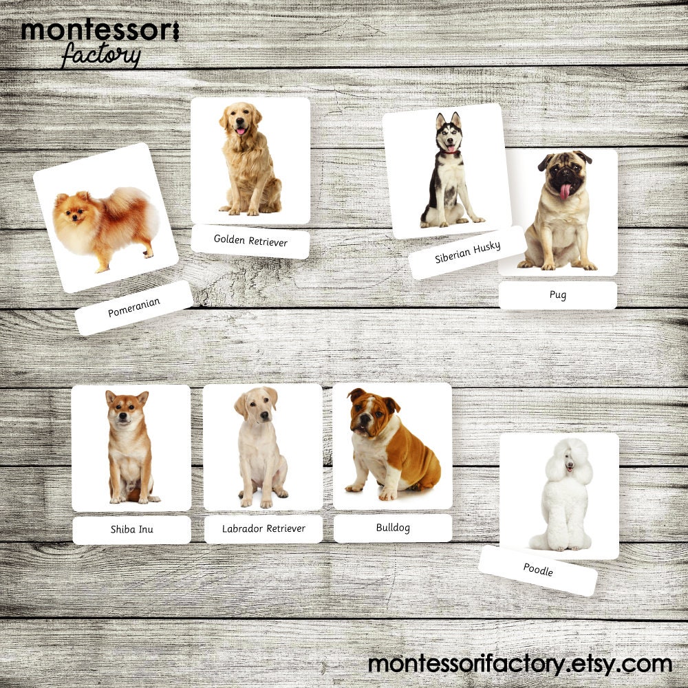DOG BREEDS Montessori Cards Flash Cards Three Part Cards - Etsy