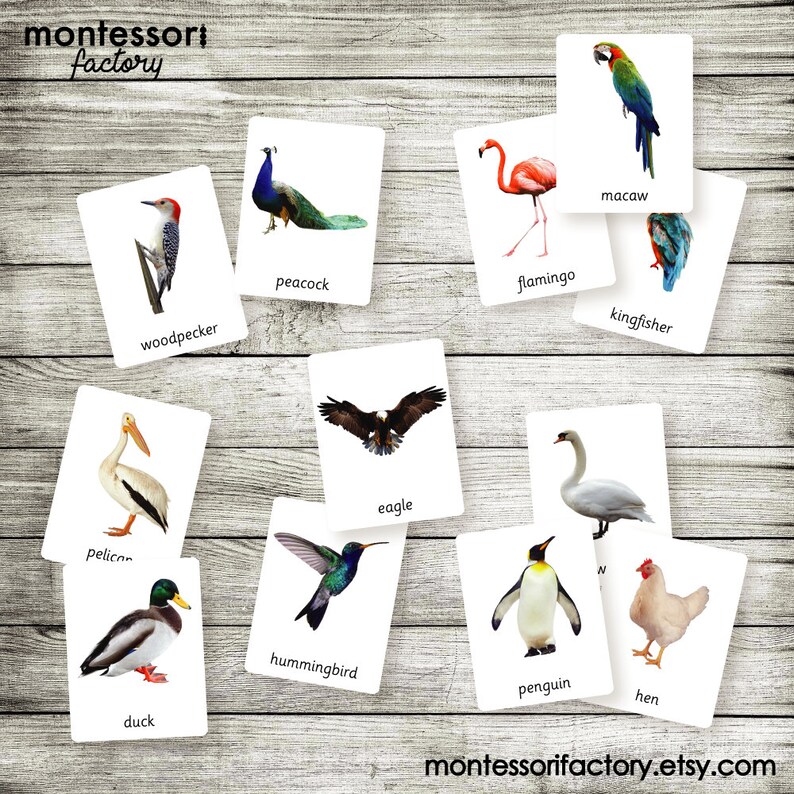 BIRDS ANIMALS Montessori Cards Flash Cards Three Part - Etsy