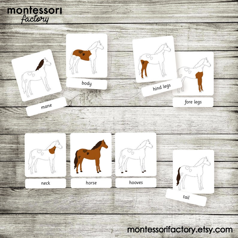 PARTS of a HORSE Montessori Cards Flash Cards Three Part | Etsy