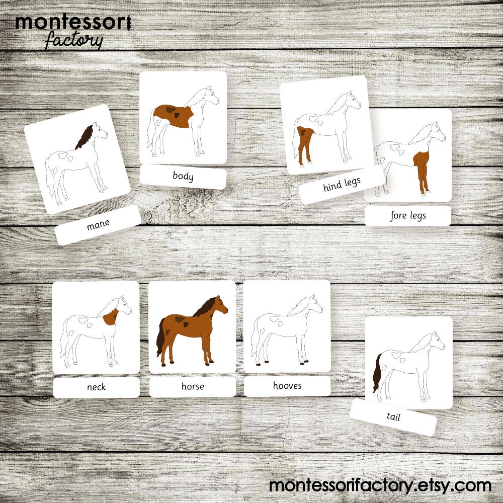 PARTS of a HORSE Montessori Cards Flash Cards Three Part - Etsy