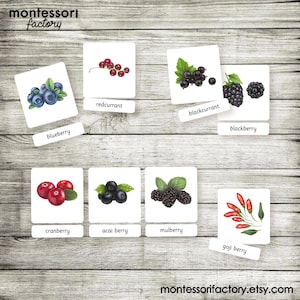 BERRIES ⦿ Montessori Cards • Flash Cards • Three Part Cards ...