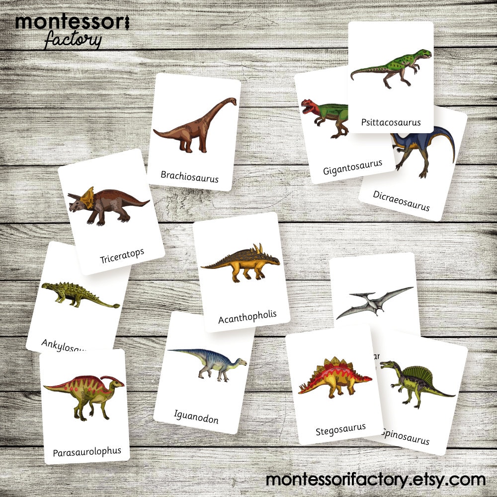 DINOSAURS Montessori Cards Flash Cards Three Part Cards - Etsy Australia