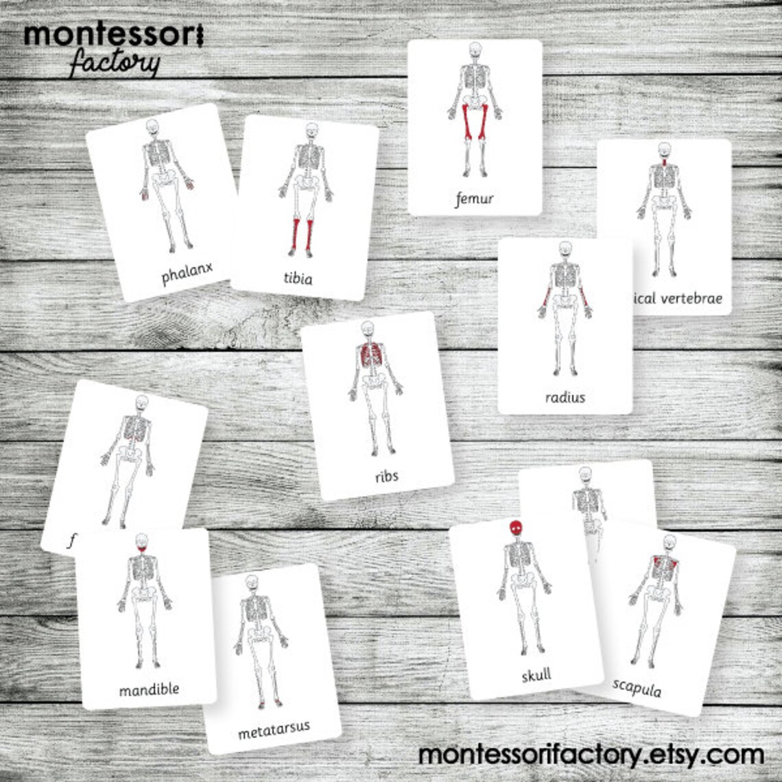 HUMAN SKELETON Montessori Cards Flash Cards Three Part | Etsy