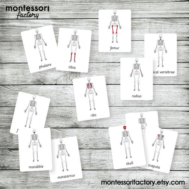 HUMAN SKELETON Montessori Cards Flash Cards Three Part - Etsy Singapore