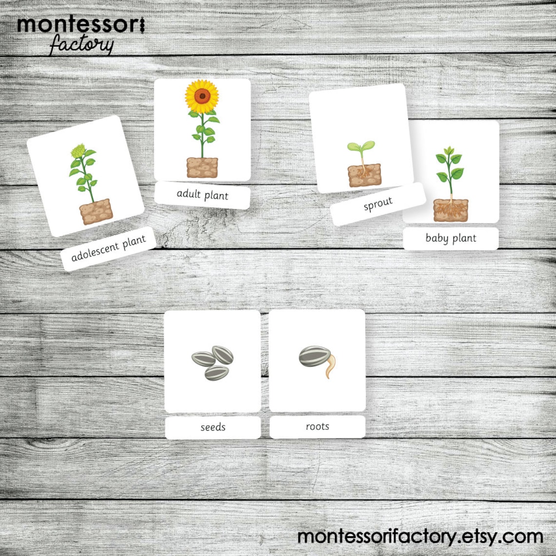 SUNFLOWER LIFE CYCLE Montessori Cards Flash Cards | Etsy Canada