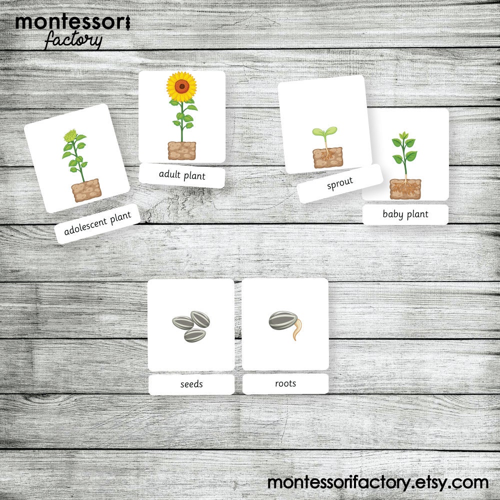 SUNFLOWER LIFE CYCLE Montessori Cards Flash Cards - Etsy
