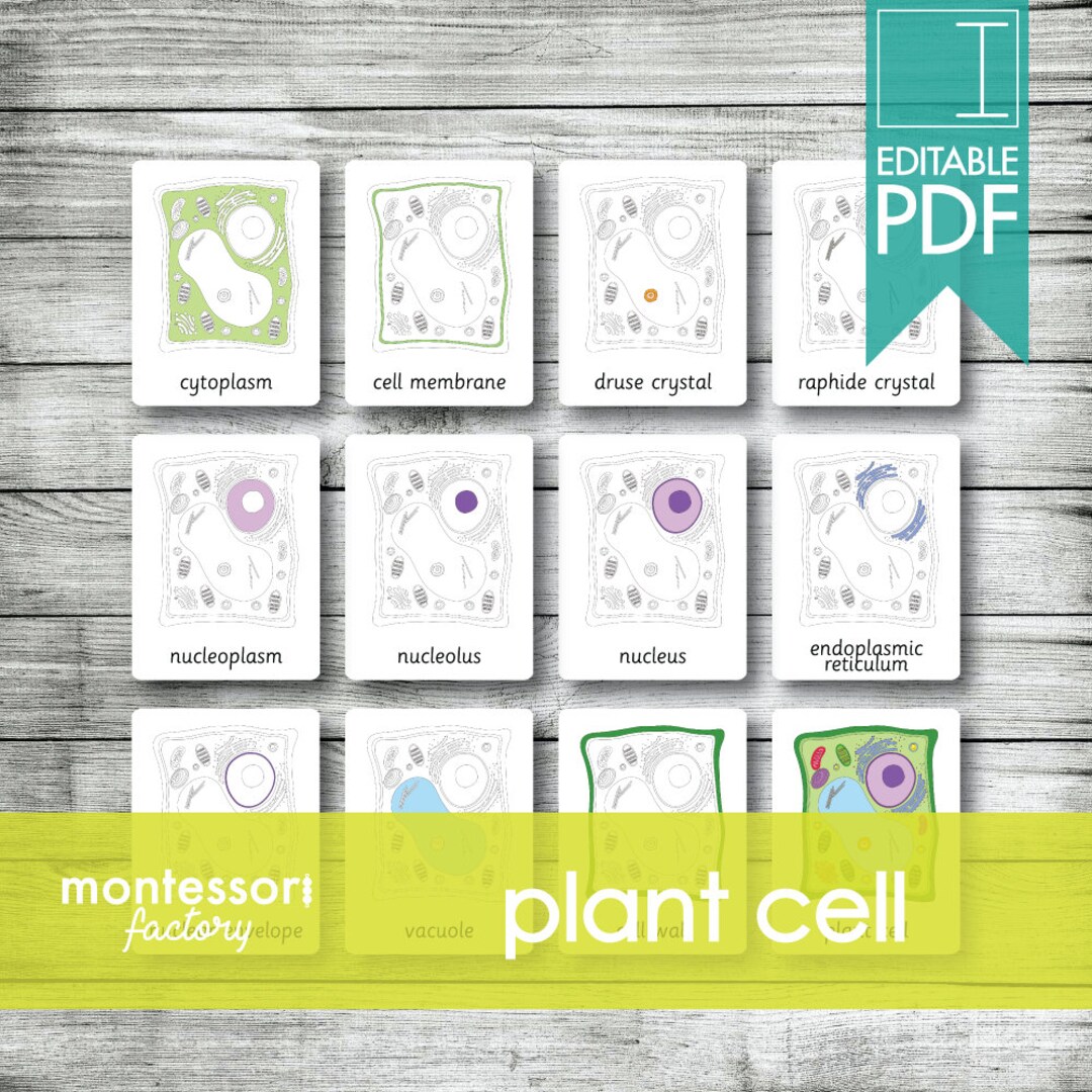 PLANT CELL Montessori Cards Flash Cards Three Part Cards Nomenclature ...