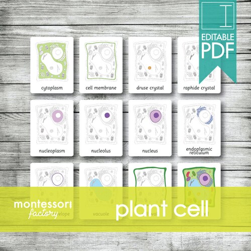 PLANT CELL Montessori Cards Flash Cards Three Part Cards - Etsy