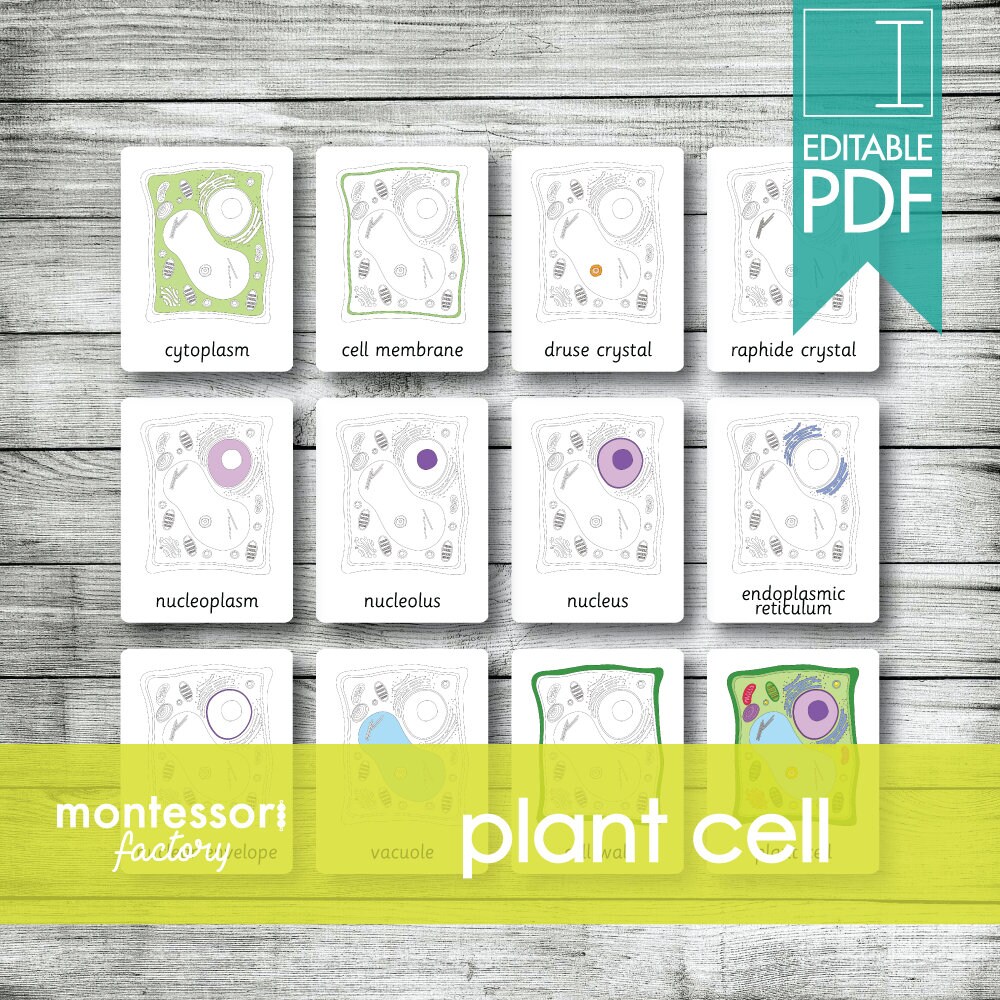 PLANT CELL Montessori Cards Flash Cards Three Part Cards - Etsy