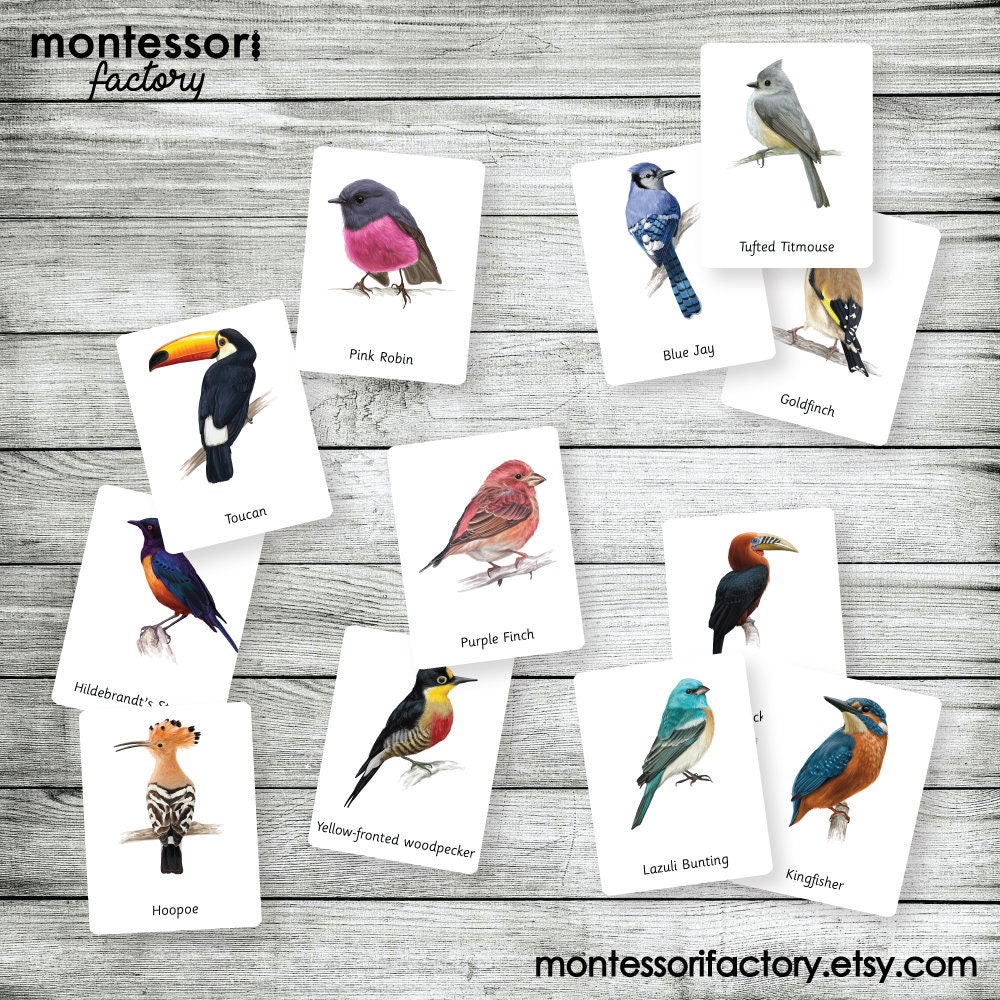 BIRDS ANIMALS Montessori Cards Flash Cards Three Part - Etsy