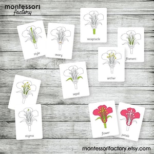 PARTS of a FLOWER • Montessori Cards • Flash Cards • Three Part Cards ...