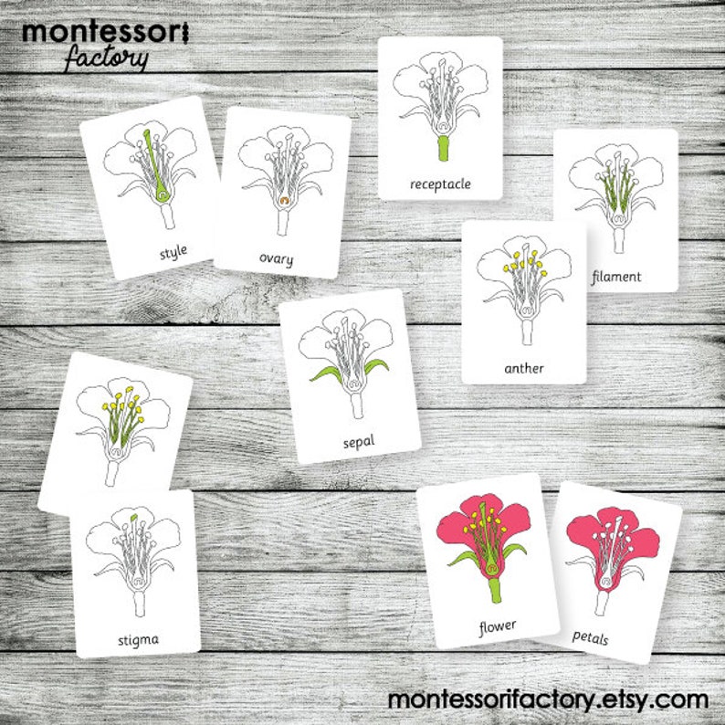 PARTS of a FLOWER Montessori Cards Flash Cards Three - Etsy