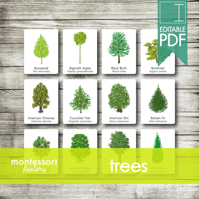 TREES Montessori Cards Flash Cards Three Part Cards | Etsy