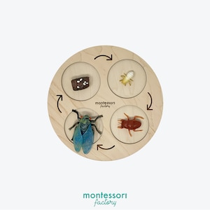 Life Cycle of a CENTIPEDE • Montessori Material • Educational Toy ...