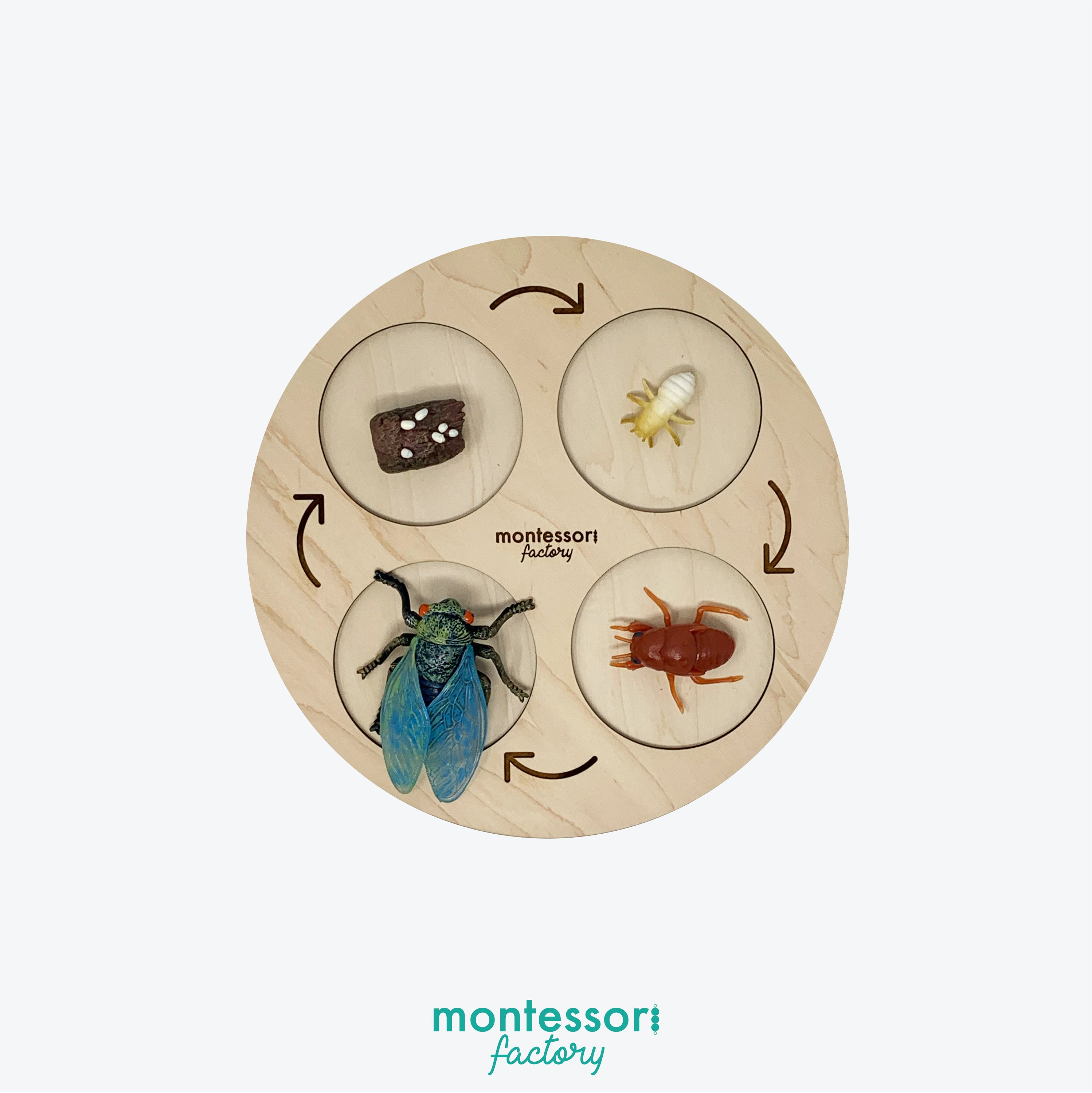 Life Cycle of a CENTIPEDE • Montessori Material • Educational Toy ...