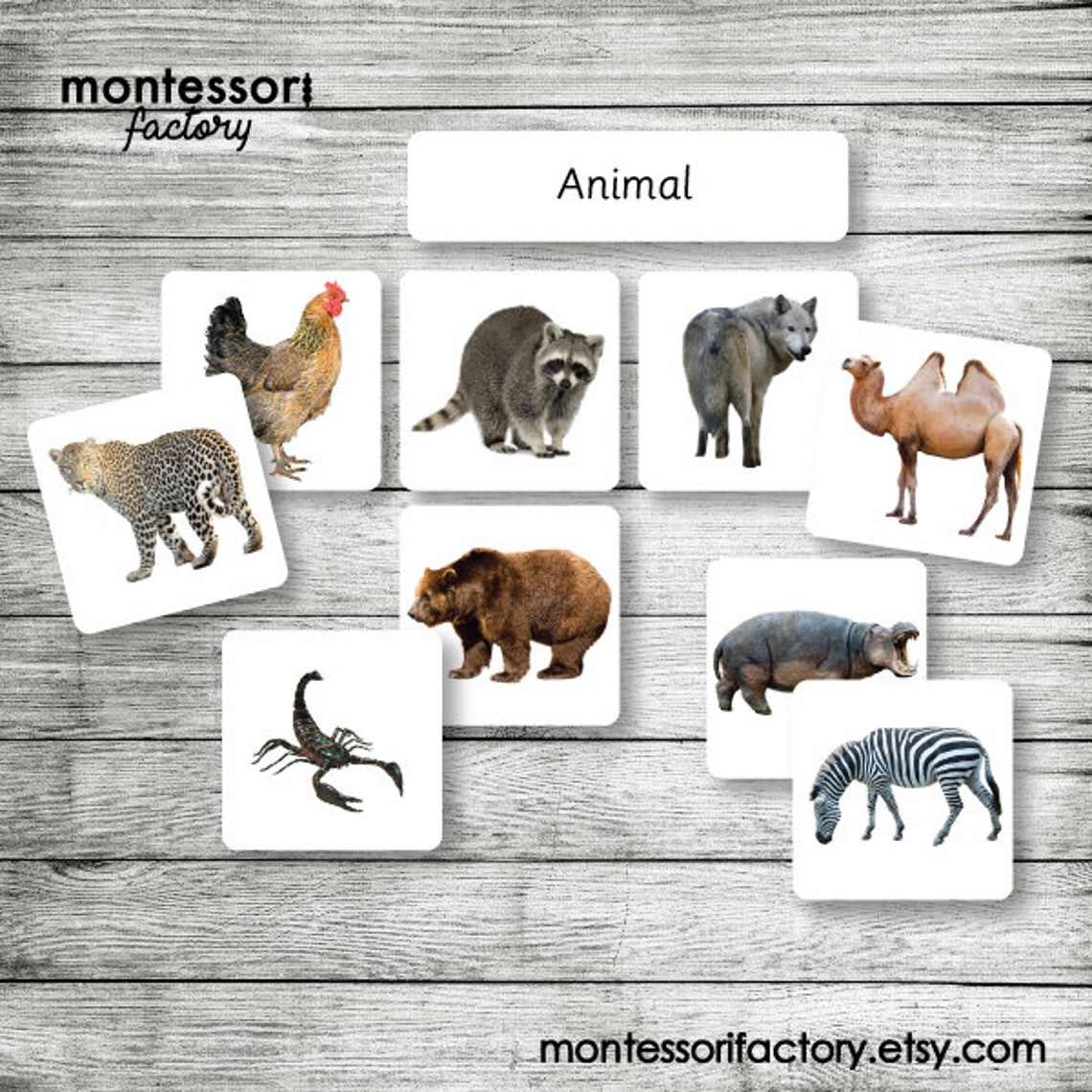 PLANT or ANIMAL real Pictures Montessori Cards Flash - Etsy