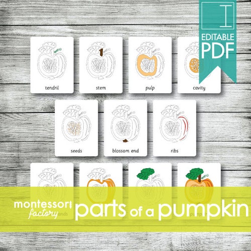 Life Cycle of a Pumpkin Montessori Nomenclature Cards - Etsy