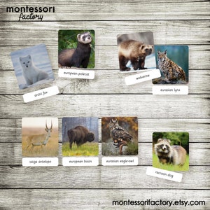 EUROPE ANIMALS • Montessori Cards • Flash Cards • Three Part Cards ...