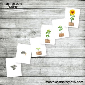 SUNFLOWER LIFE CYCLE • Montessori Cards • Flash Cards • Educational ...