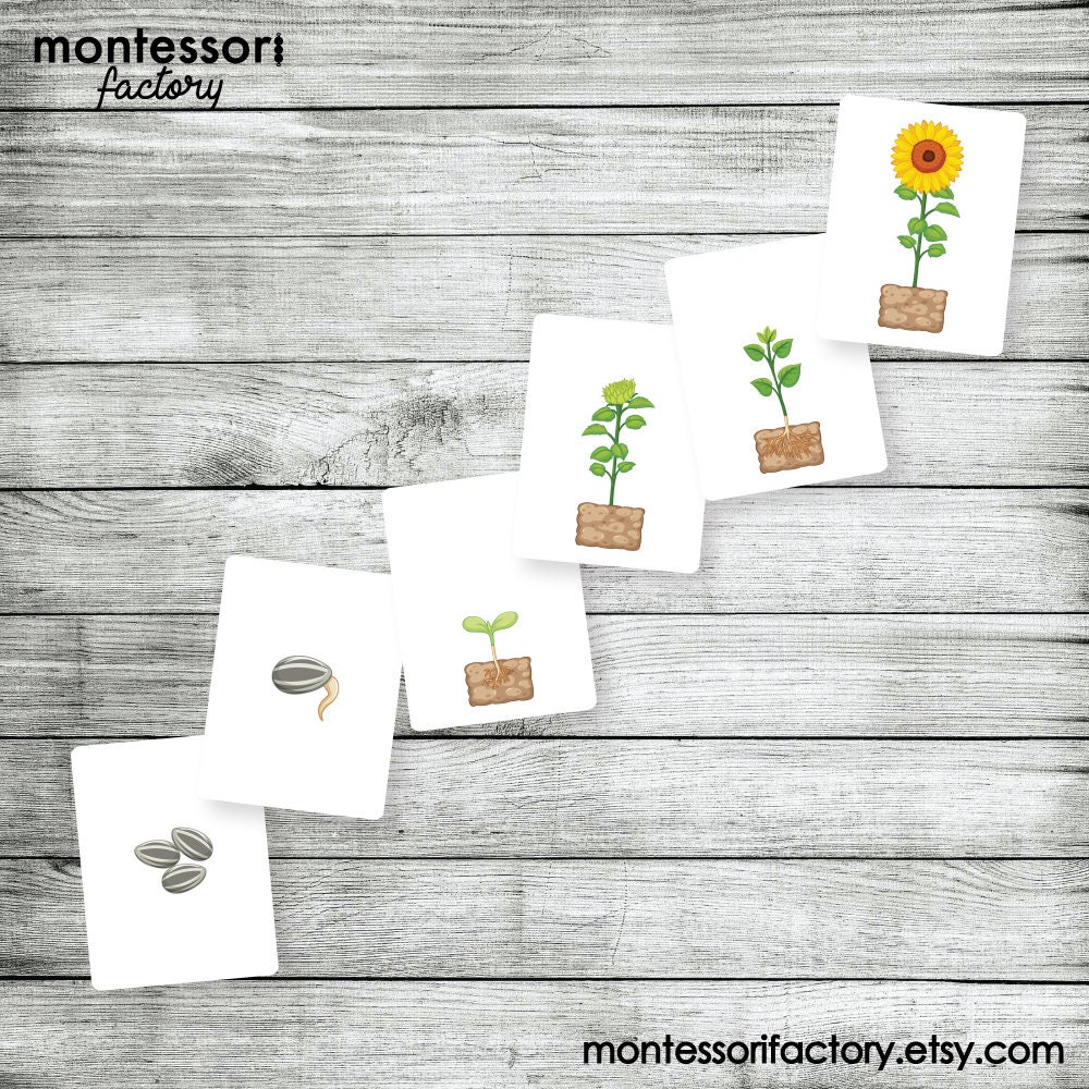 SUNFLOWER LIFE CYCLE Montessori Cards Flash Cards - Etsy