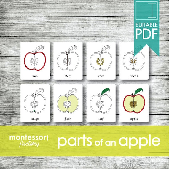 Parts of an APPLE Montessori Cards Flash Cards Three Part | Etsy