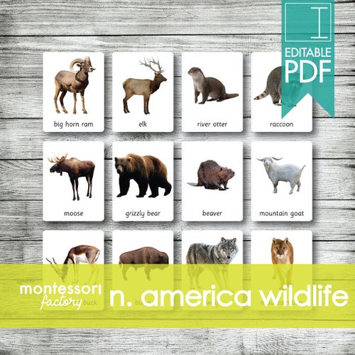 WILDLIFE Animals North America Safari TOOB Montessori - Etsy